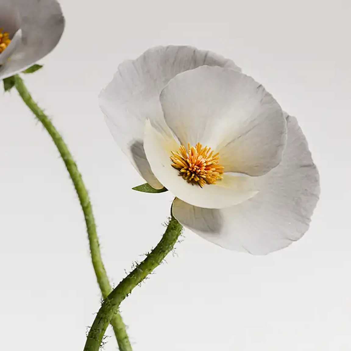 Floral - The Magic Scent